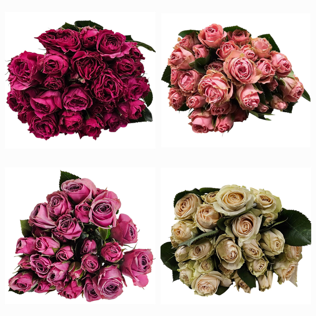 Rose Spray Pack Irishka Assorted – Giving Flowers