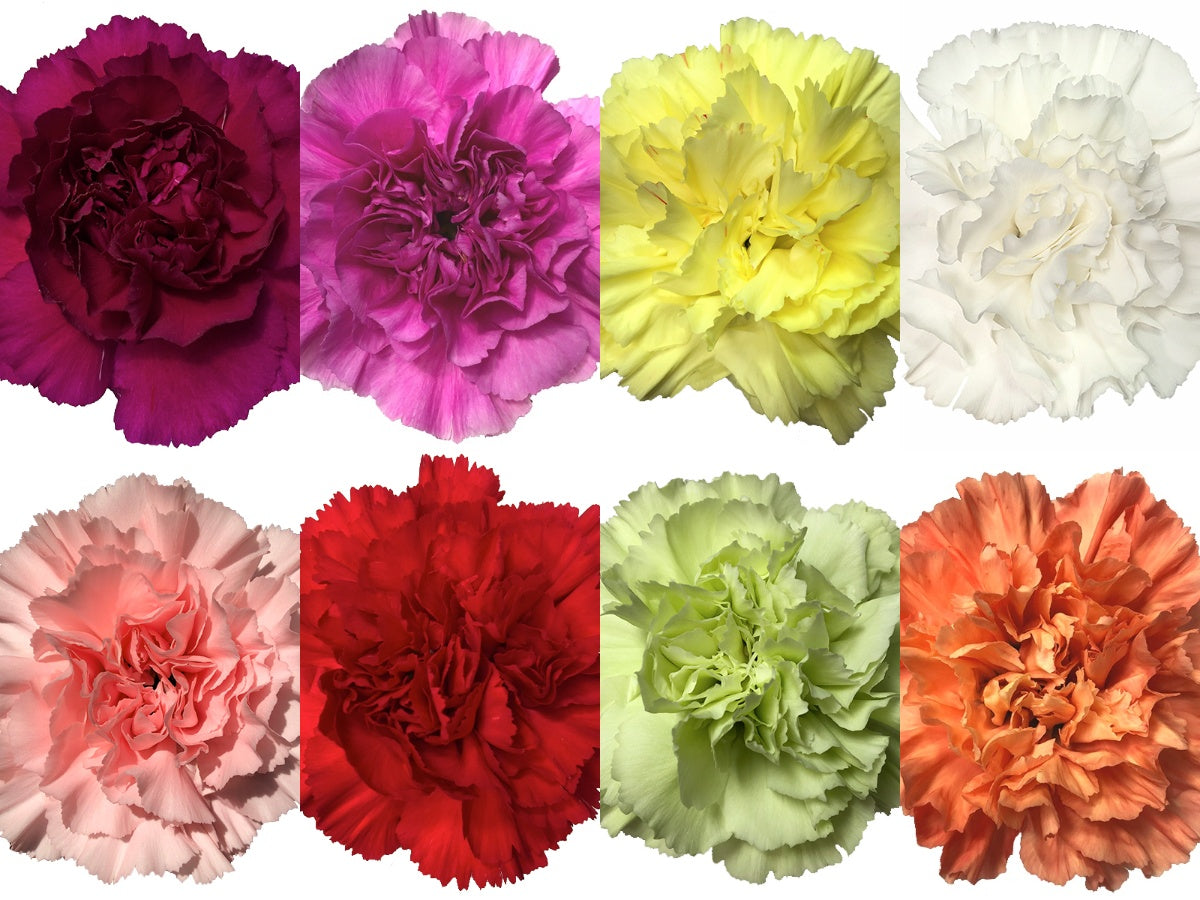 Carnation Assorted Color Box – Giving Flowers