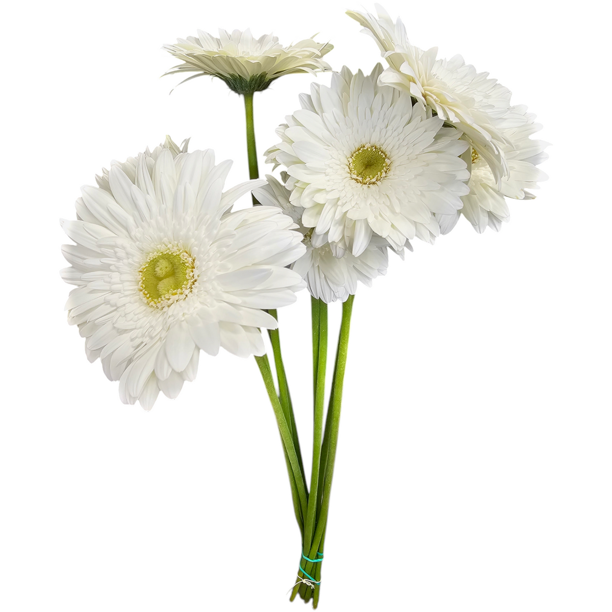 Gerbera White – Giving Flowers