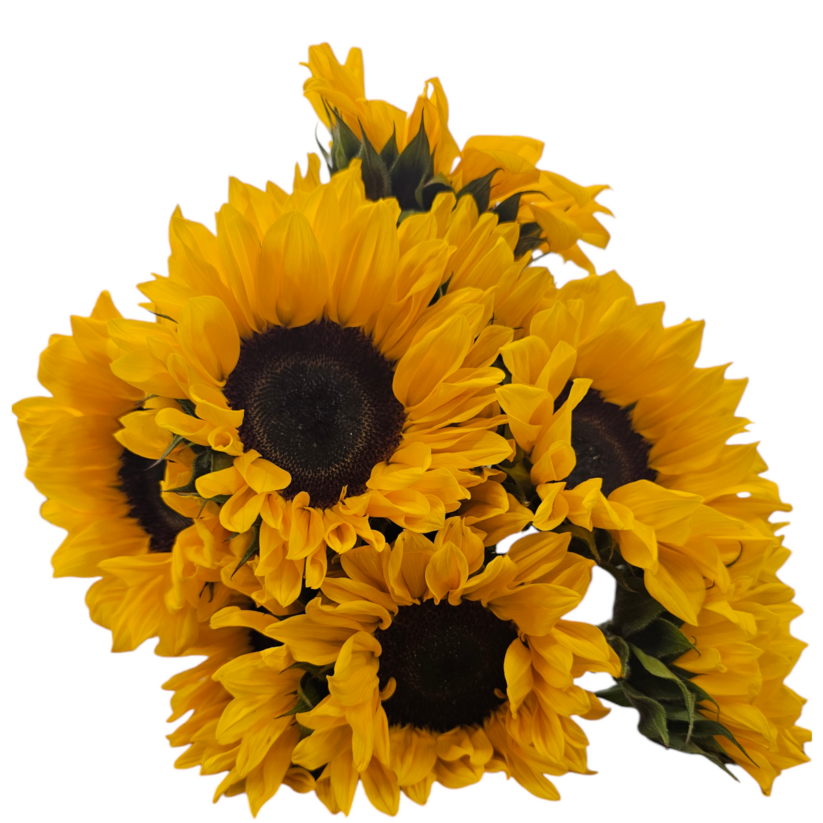 Helianthus Sunrich Orange – Giving Flowers