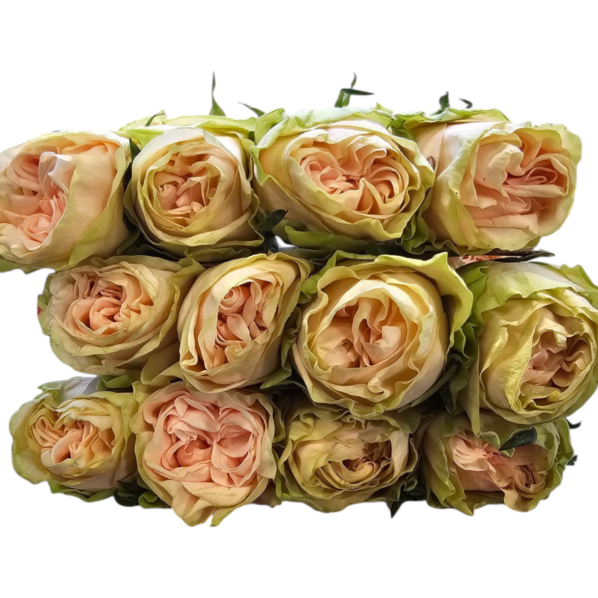 Rose Garden Spirit – Giving Flowers