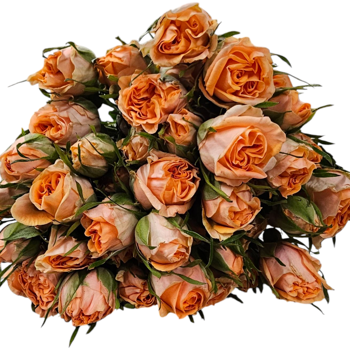 Rose Spray Fibonacci Aureus – Giving Flowers