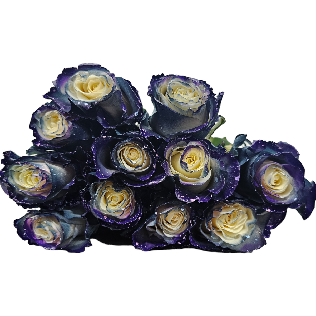 Rose Milky Way – Giving Flowers