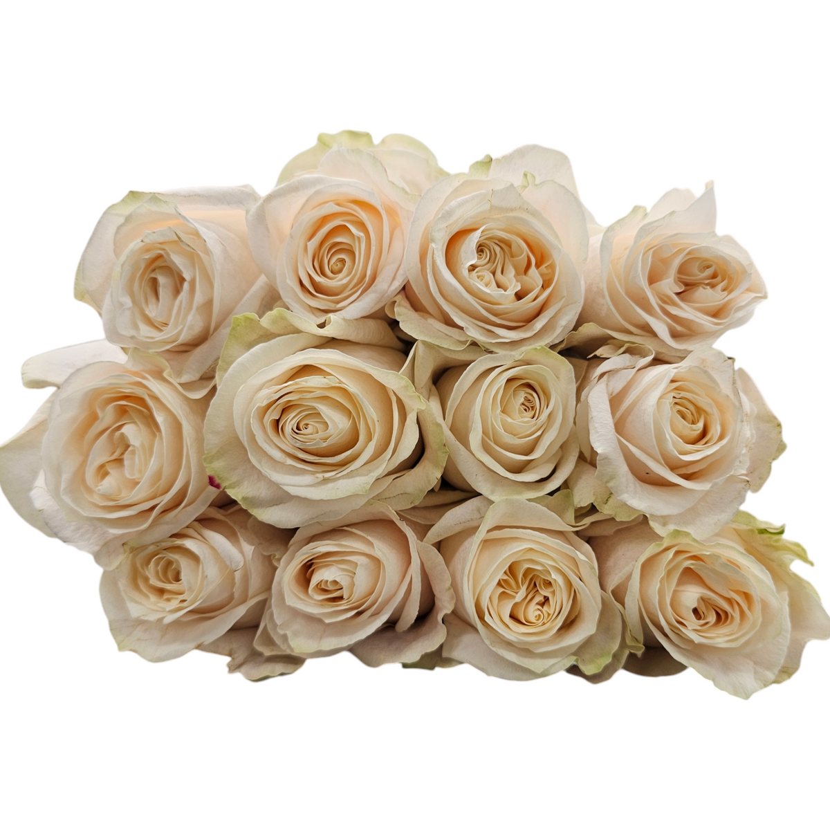 Rose Vendela – Giving Flowers