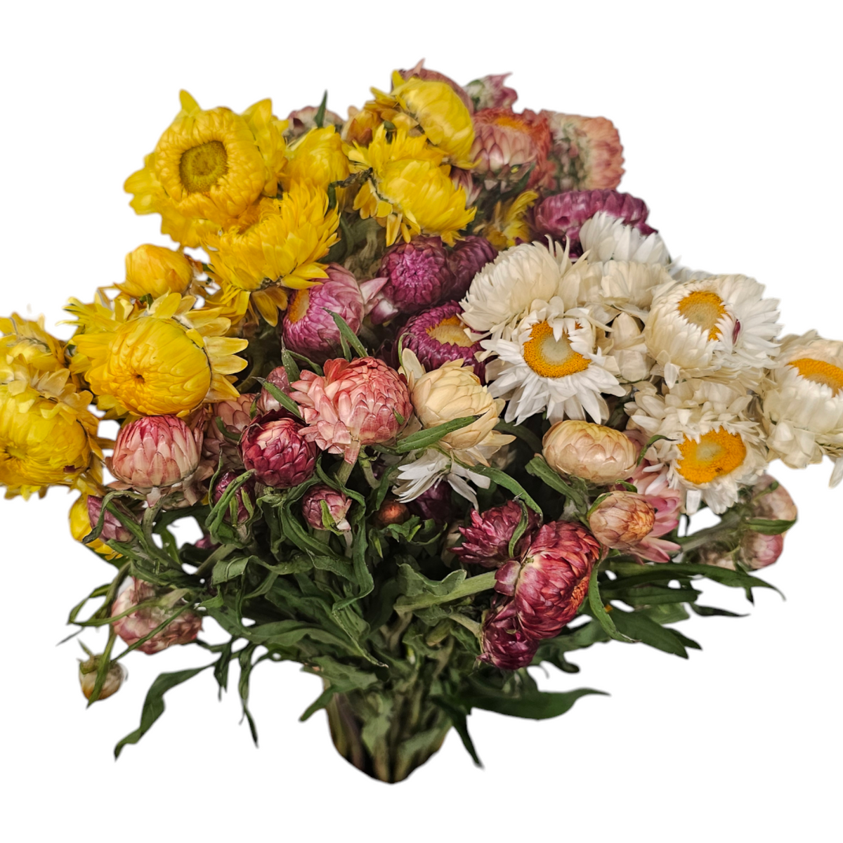Helichrysum Straw Flower assorted – Giving Flowers