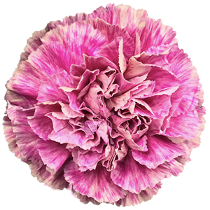 Carnation Antigua – Giving Flowers