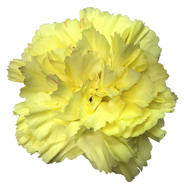 Carnation Hermes yellow – Giving Flowers