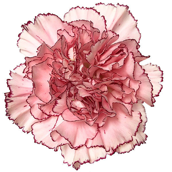 Carnation Mariposa – Giving Flowers