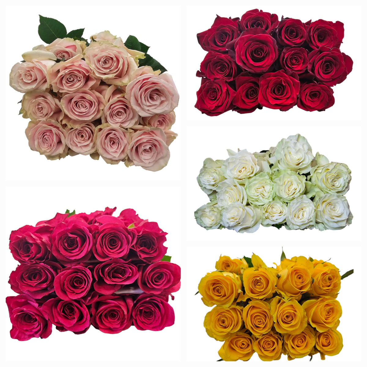 Rose Assorted 5 colors – Giving Flowers